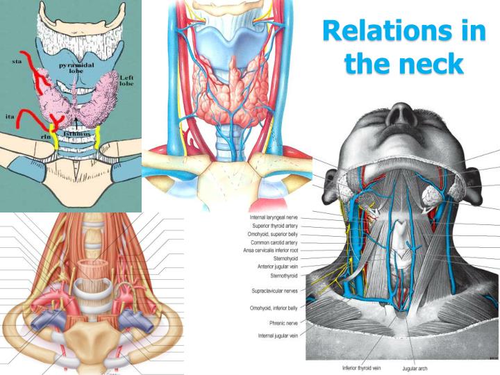 PPT - TRACHEA AND THORACIC DUCT PowerPoint Presentation - ID:2067348