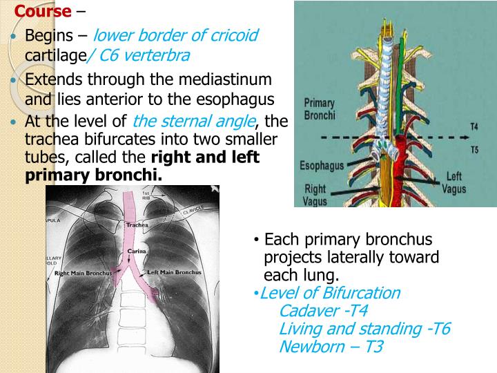 PPT - TRACHEA AND THORACIC DUCT PowerPoint Presentation - ID:2067348