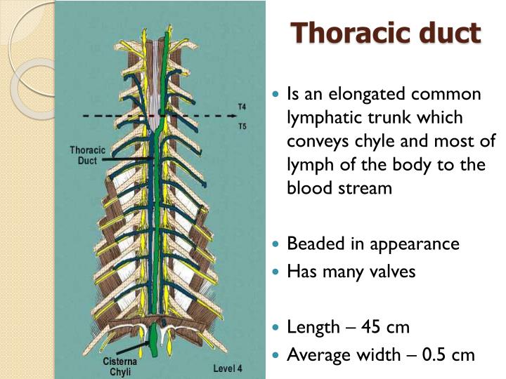 PPT - TRACHEA AND THORACIC DUCT PowerPoint Presentation - ID:2067348