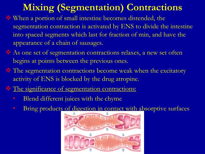 PPT - Physiology of The Small Intestine Motility and Secretion Dr ...