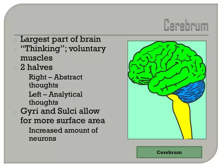 PPT - Cerebrum PowerPoint Presentation, free download - ID:2067368