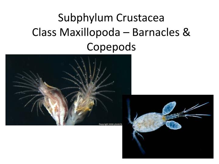 PPT - Arthropoda PowerPoint Presentation - ID:2067384