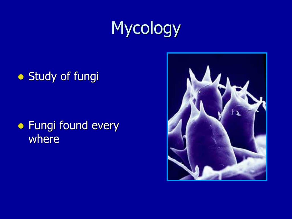 PPT - Medical Mycology PowerPoint Presentation, free download - ID:2067414