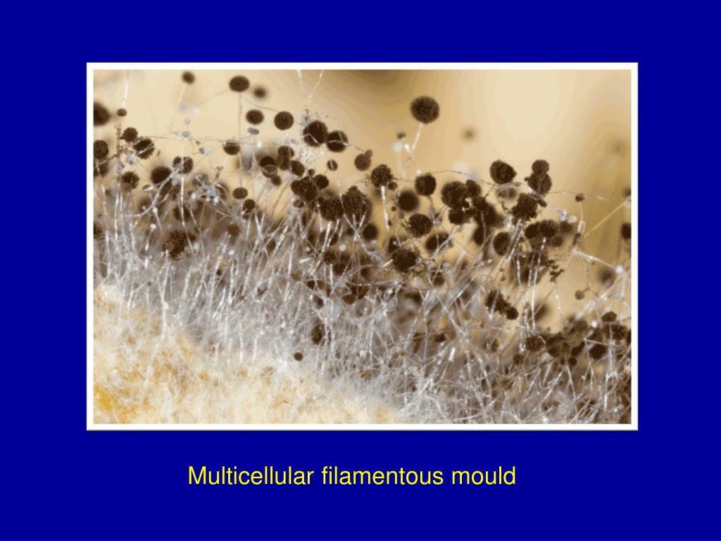 PPT - Medical Mycology PowerPoint Presentation, free download - ID:2067414