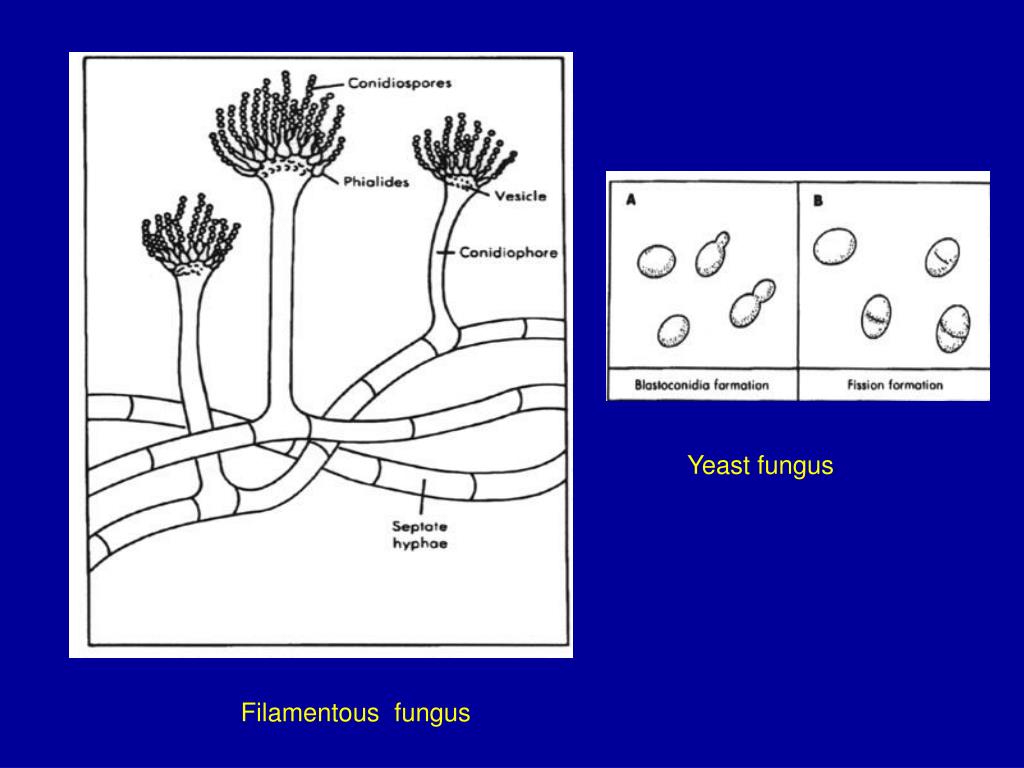 PPT - Medical Mycology PowerPoint Presentation, free download - ID:2067414