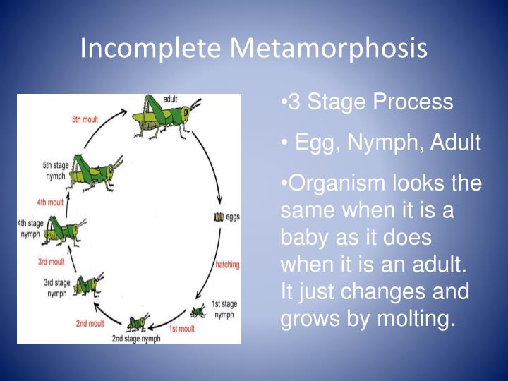 PPT - Metamorphosis and Life Cycles PowerPoint Presentation - ID:2067507