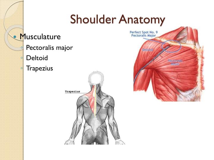 PPT - Evaluation of the Shoulder PowerPoint Presentation - ID:2068048