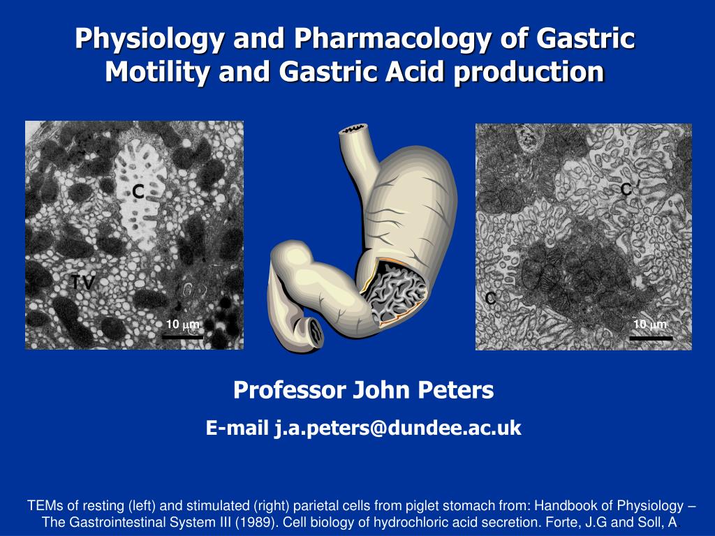 PPT - Physiology and Pharmacology of Gastric Motility and Gastric Acid ...