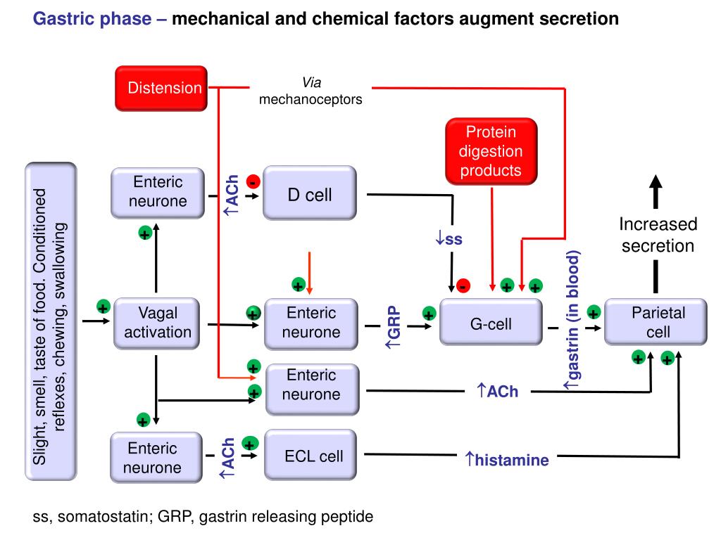 PPT - Physiology and Pharmacology of Gastric Motility and Gastric Acid ...