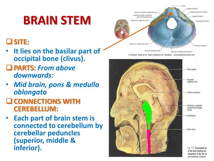 PPT - * BRAIN STEM EXTERNAL FEATURES PowerPoint Presentation - ID:2068072
