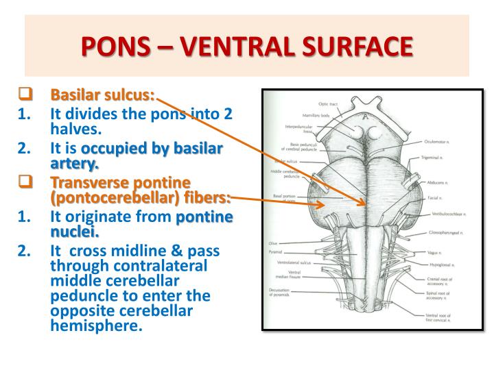 PPT - * BRAIN STEM EXTERNAL FEATURES PowerPoint Presentation - ID:2068072