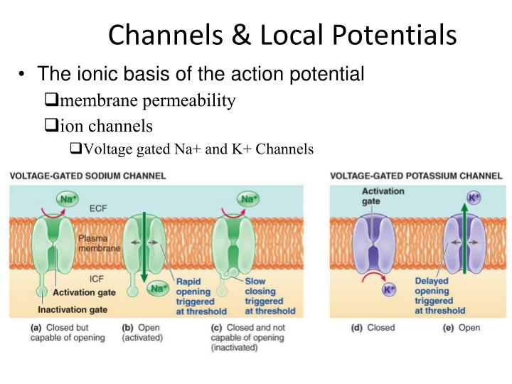 PPT - GRADED POTENTIAL & ACTION POTENTIAL PowerPoint Presentation - ID ...