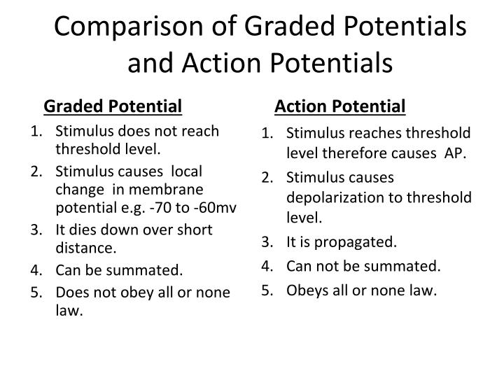 PPT - GRADED POTENTIAL & ACTION POTENTIAL PowerPoint Presentation - ID ...