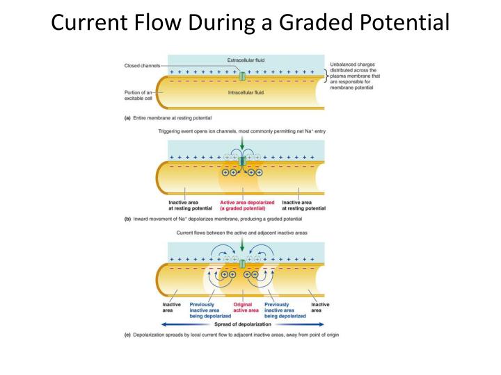 PPT - GRADED POTENTIAL & ACTION POTENTIAL PowerPoint Presentation - ID ...