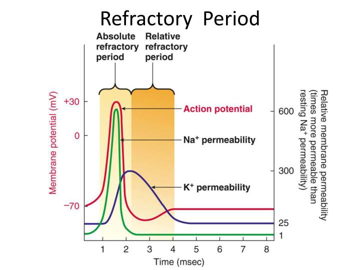 PPT - GRADED POTENTIAL & ACTION POTENTIAL PowerPoint Presentation - ID ...