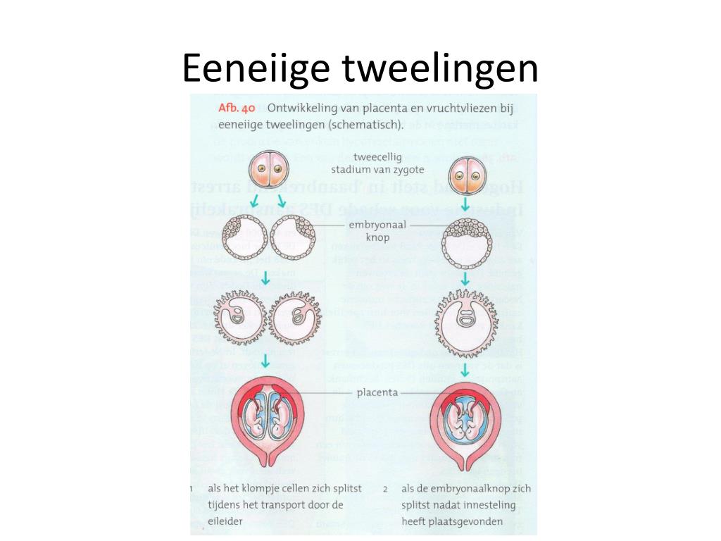 PPT - Ontwikkelingsbiologie van de mens PowerPoint Presentation, free ...