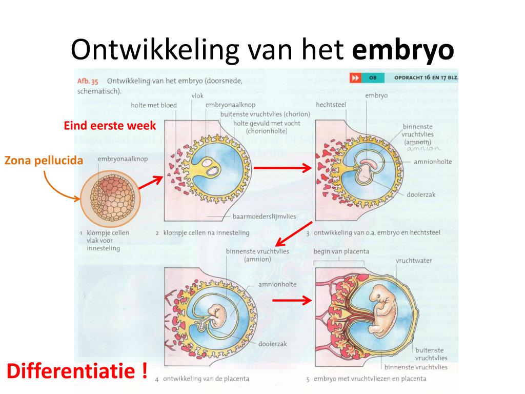 PPT - Ontwikkelingsbiologie van de mens PowerPoint Presentation, free ...