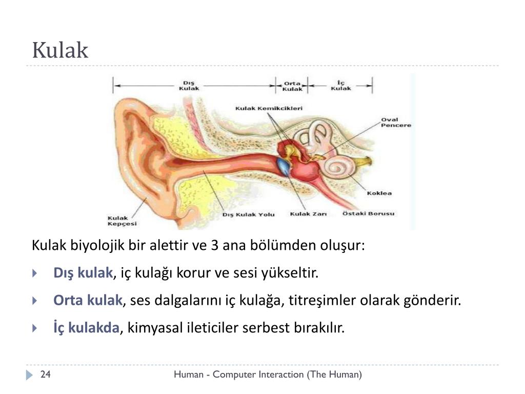 PPT - İnsan – Bilgisayar Etkileşimi İnsan PowerPoint Presentation - ID ...