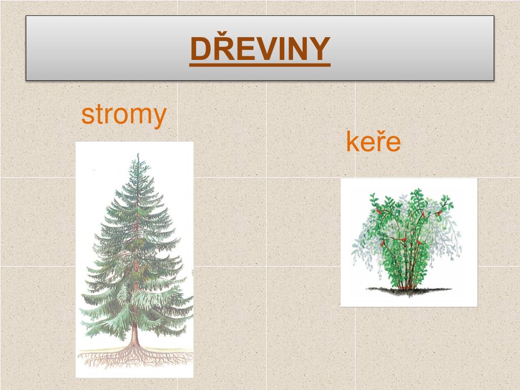 PPT - BYLINY A DŘEVINY ROZDĚLENÍ STAVBA ROSTLIN PowerPoint Presentation ...