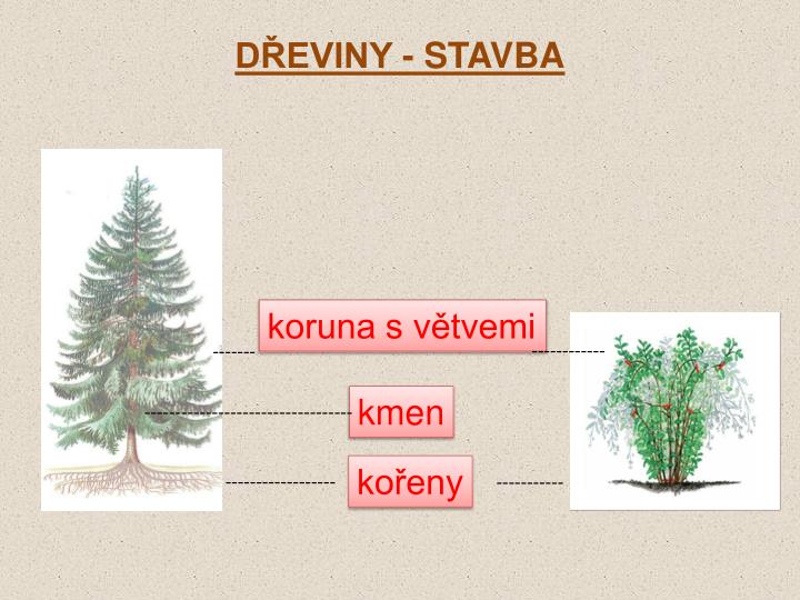 PPT - BYLINY A DŘEVINY ROZDĚLENÍ STAVBA ROSTLIN PowerPoint Presentation ...