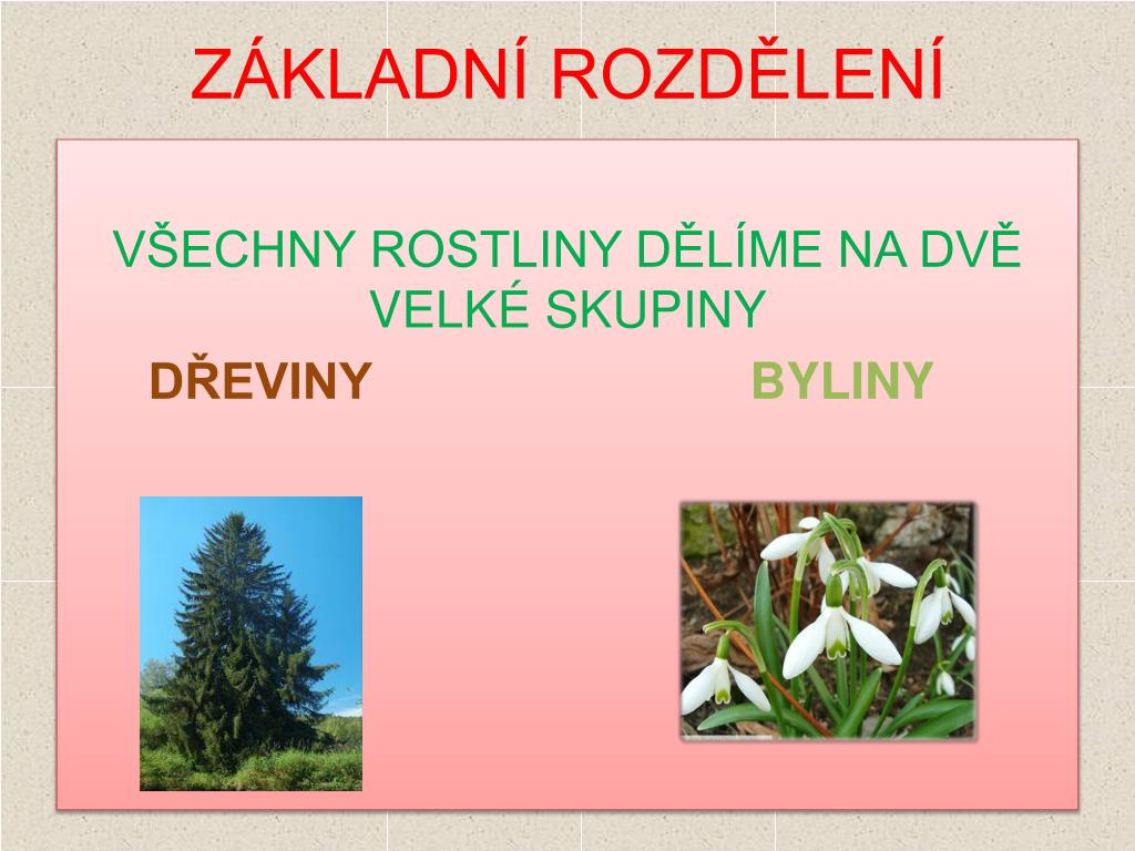 PPT - BYLINY A DŘEVINY ROZDĚLENÍ STAVBA ROSTLIN PowerPoint Presentation ...