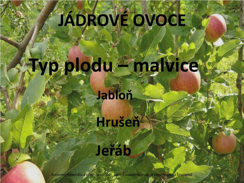 PPT - Ovocné rostliny Svět práce, 6. ročník VY_32_INOVACE_328 , 17 ...