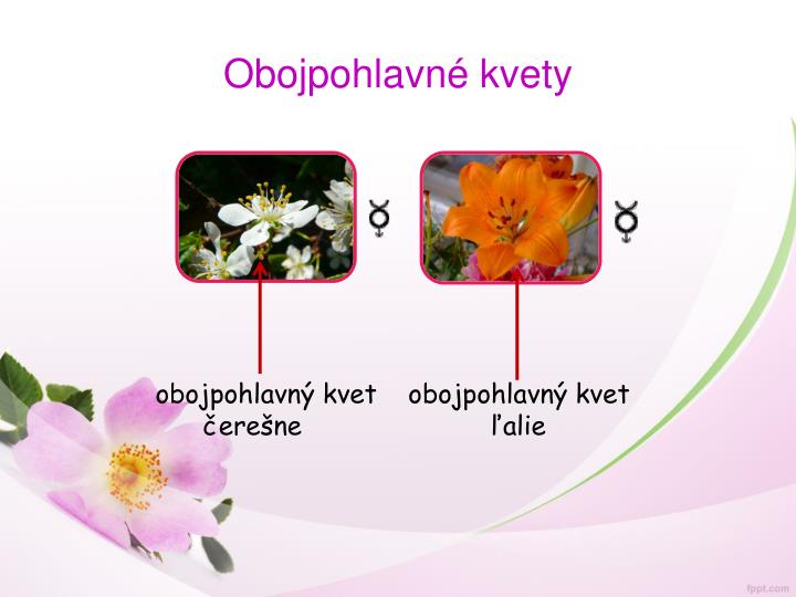 PPT - Kvet ako rozmnožovací orgán rastliny PowerPoint Presentation - ID ...