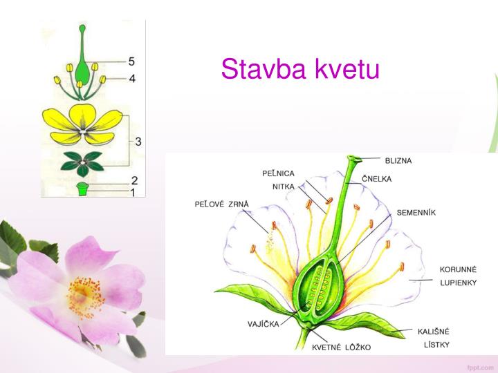 PPT - Kvet ako rozmnožovací orgán rastliny PowerPoint Presentation - ID ...