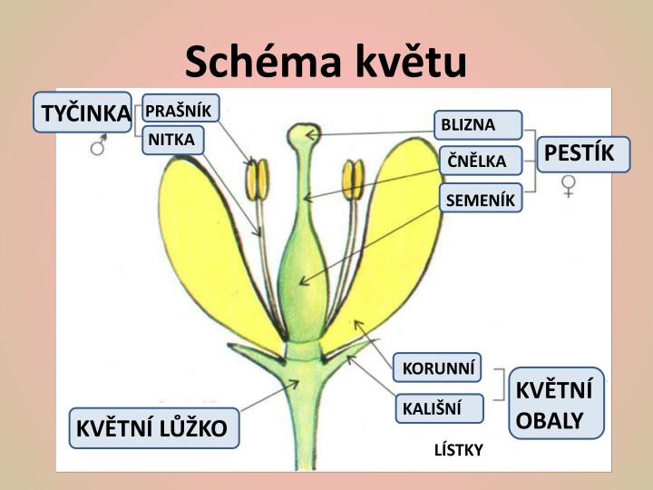 PPT - KVĚT PowerPoint Presentation - ID:2069843
