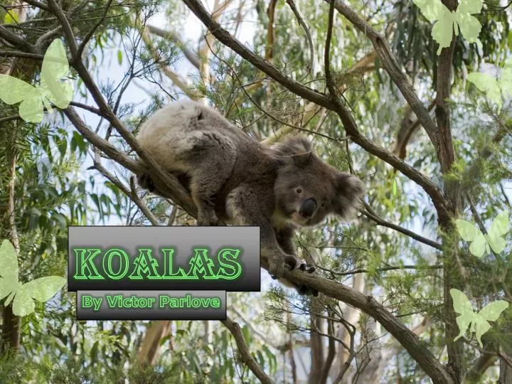 PPT - Koalas PowerPoint Presentation, free download - ID:2070152