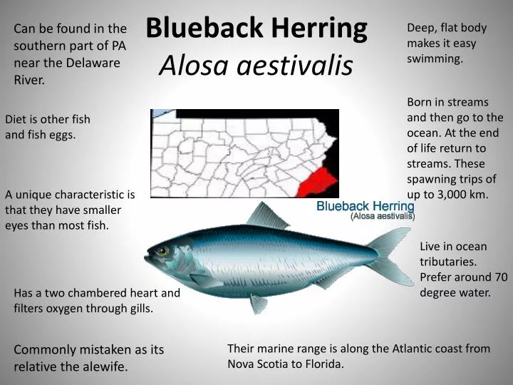 PPT - Blueback Herring Alosa aestivalis PowerPoint Presentation, free ...