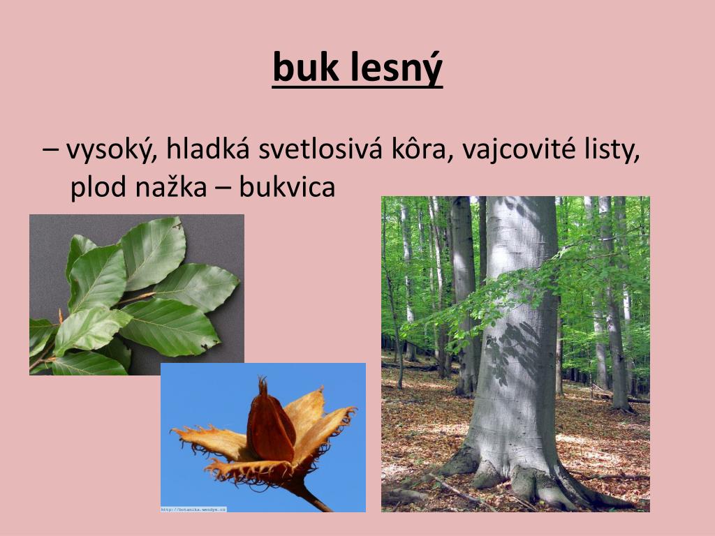PPT - LISTNATÉ DREVINY ( Odd.: Magnóliorasty = krytosemenné) PowerPoint ...