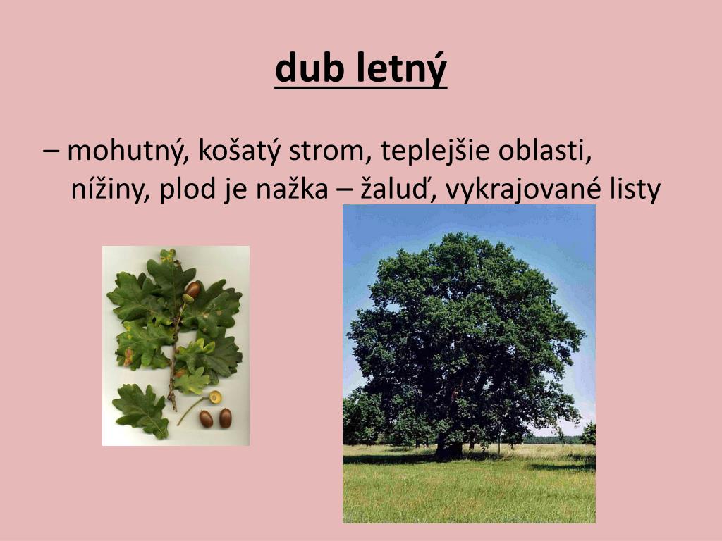 PPT - LISTNATÉ DREVINY ( Odd.: Magnóliorasty = krytosemenné) PowerPoint ...