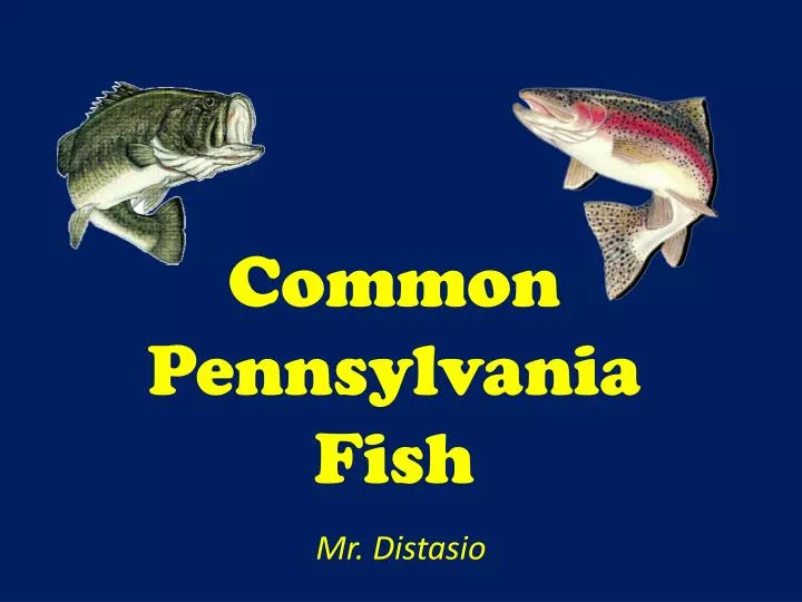 PPT - Common Pennsylvania Fish PowerPoint Presentation, free download ...