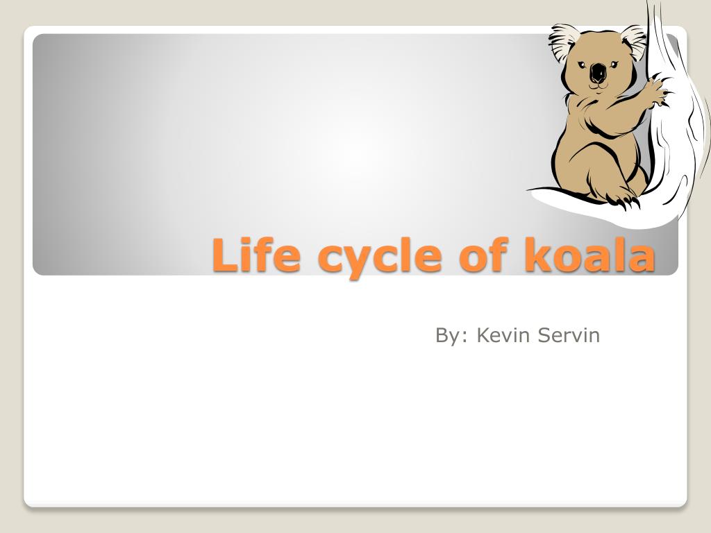 Koala Life Cycle Diagram