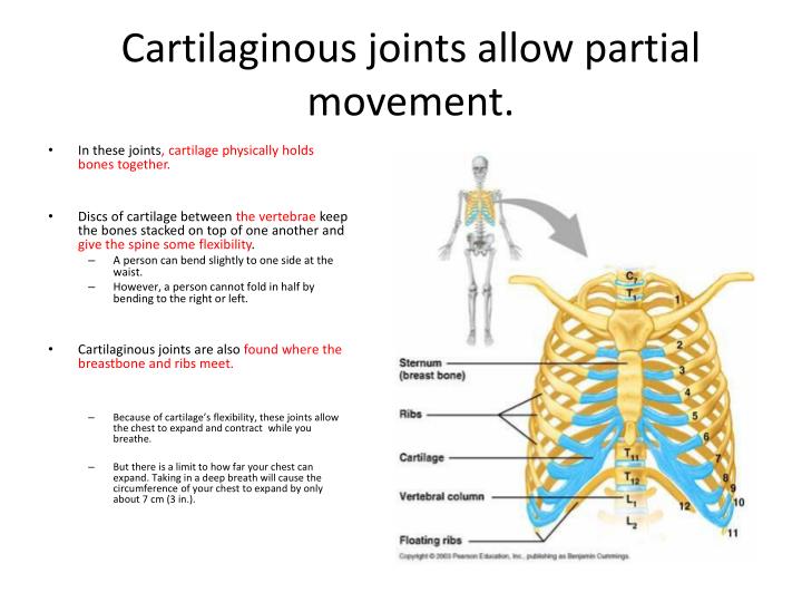 PPT - Joints PowerPoint Presentation - ID:2071541