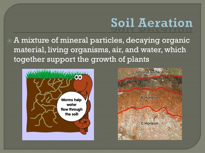 PPT - Plant Form and Function Soil and Plant Nutrition PowerPoint Presentation - ID:2071726