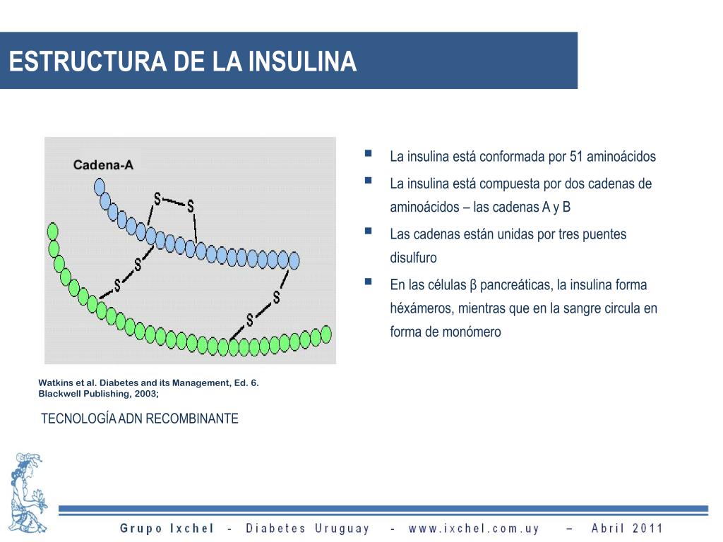 PPT - INSULINIZACIÓN EN EL JOVEN Y EL ADULTO PowerPoint Presentation ...