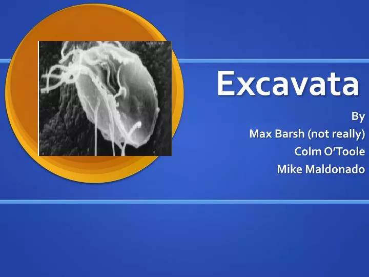PPT - Excavata PowerPoint Presentation, free download - ID:2072619