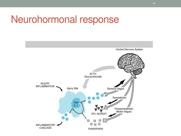 PPT - Metabolic Response to Trauma PowerPoint Presentation - ID:2072789