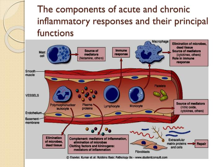 Ppt Acute Inflammation Powerpoint Presentation Id 2073232