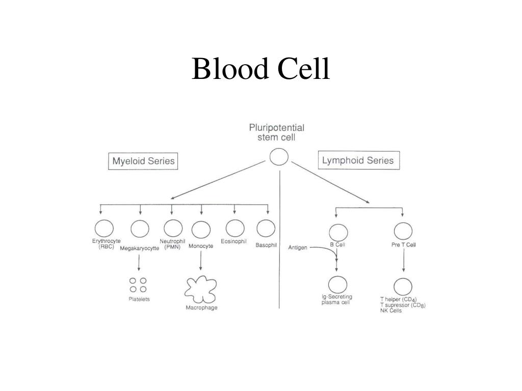 PPT - Libro consigliato: Immunobiology, Janeway 6th edizione PowerPoint ...