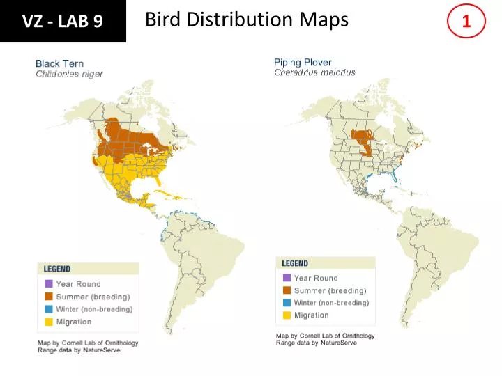 PPT - Bird Distribution Maps PowerPoint Presentation, free download ...