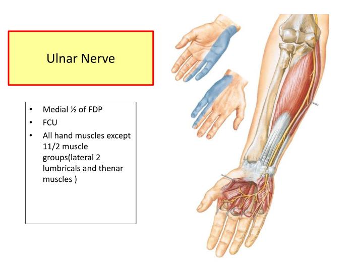 PPT - Muscles of the Forearm PowerPoint Presentation - ID:2074384