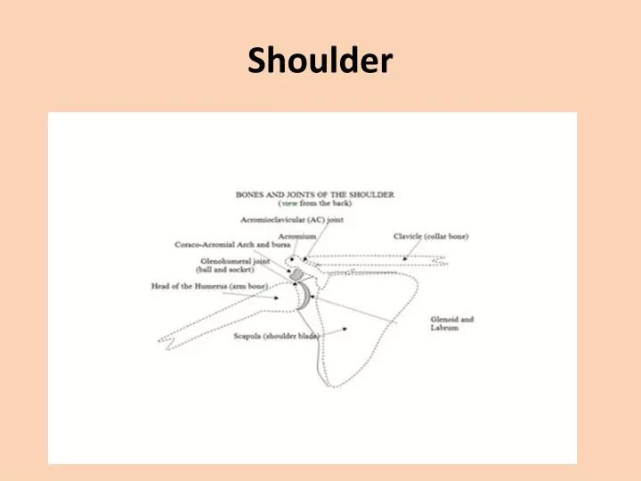 PPT - Shoulder PowerPoint Presentation, free download - ID:2074527