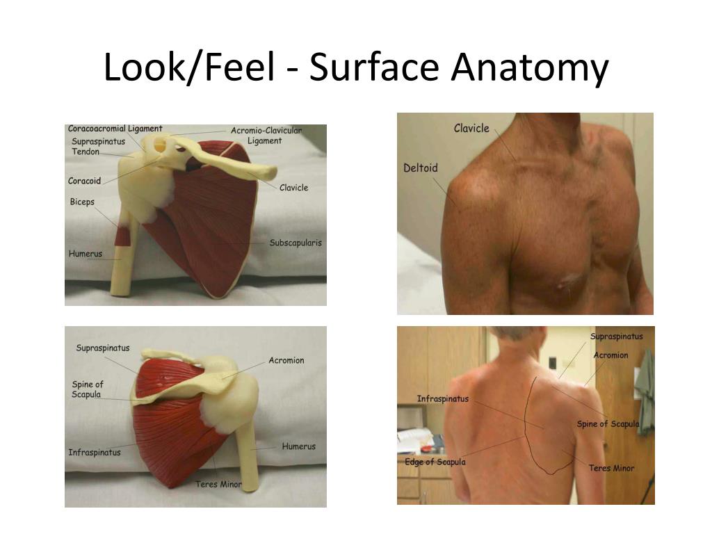 PPT - Shoulder Pain and the Shoulder Exam PowerPoint Presentation, free ...