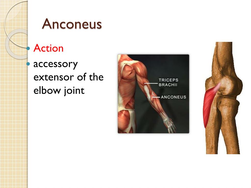 PPT - WINDSOR UNIVERSITY SCHOOL OF MEDICINE St.Kitts PowerPoint ...