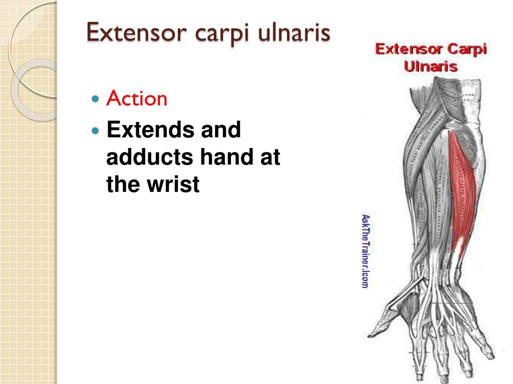 PPT - WINDSOR UNIVERSITY SCHOOL OF MEDICINE St.Kitts PowerPoint ...