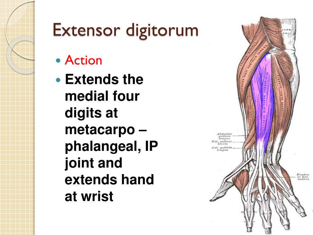PPT - WINDSOR UNIVERSITY SCHOOL OF MEDICINE St.Kitts PowerPoint ...
