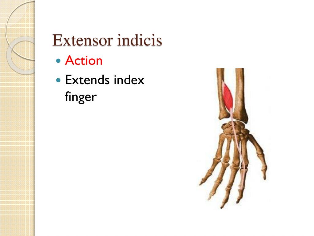 PPT - WINDSOR UNIVERSITY SCHOOL OF MEDICINE St.Kitts PowerPoint ...